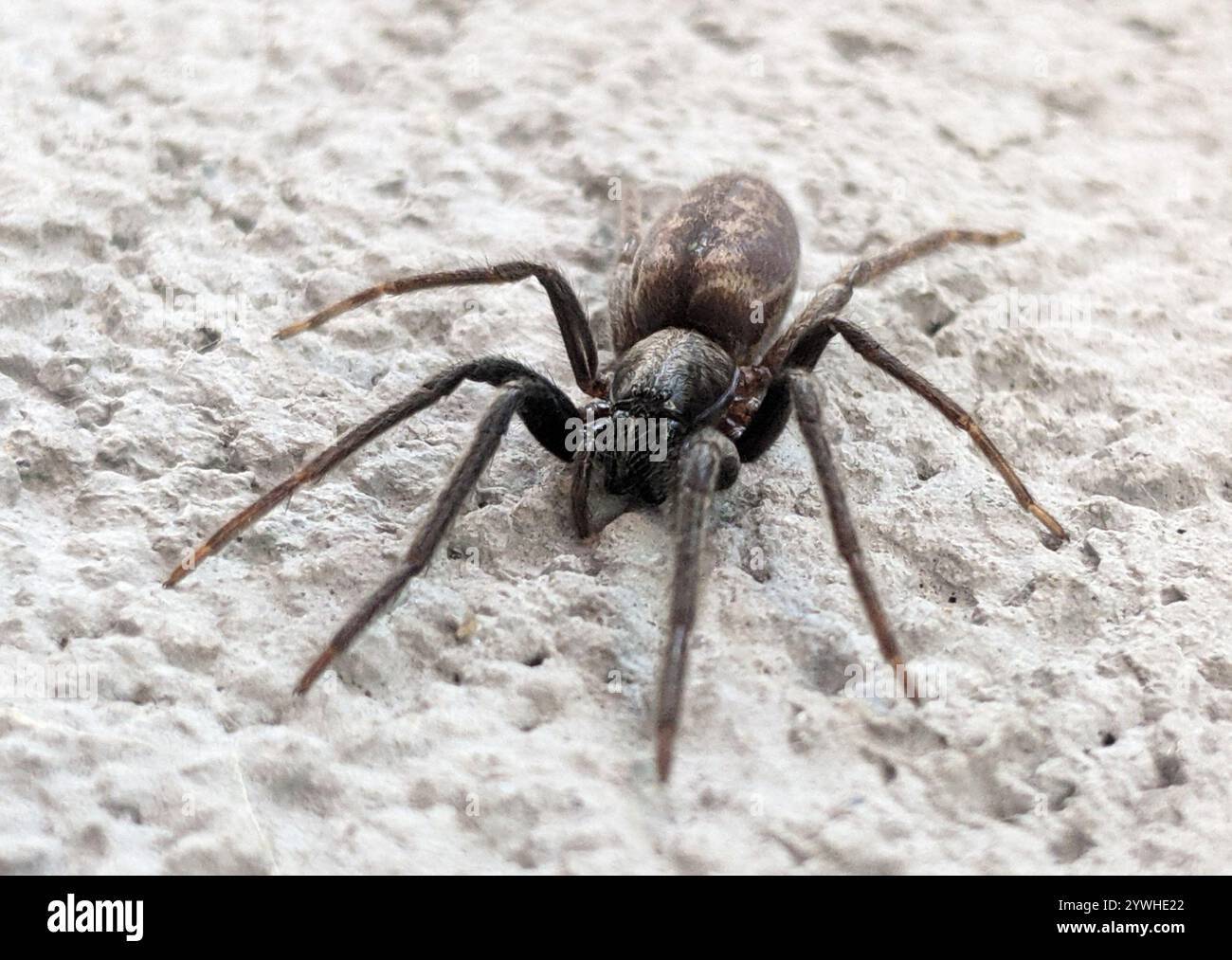 Segestria florentina spider hi-res stock photography and images - Alamy