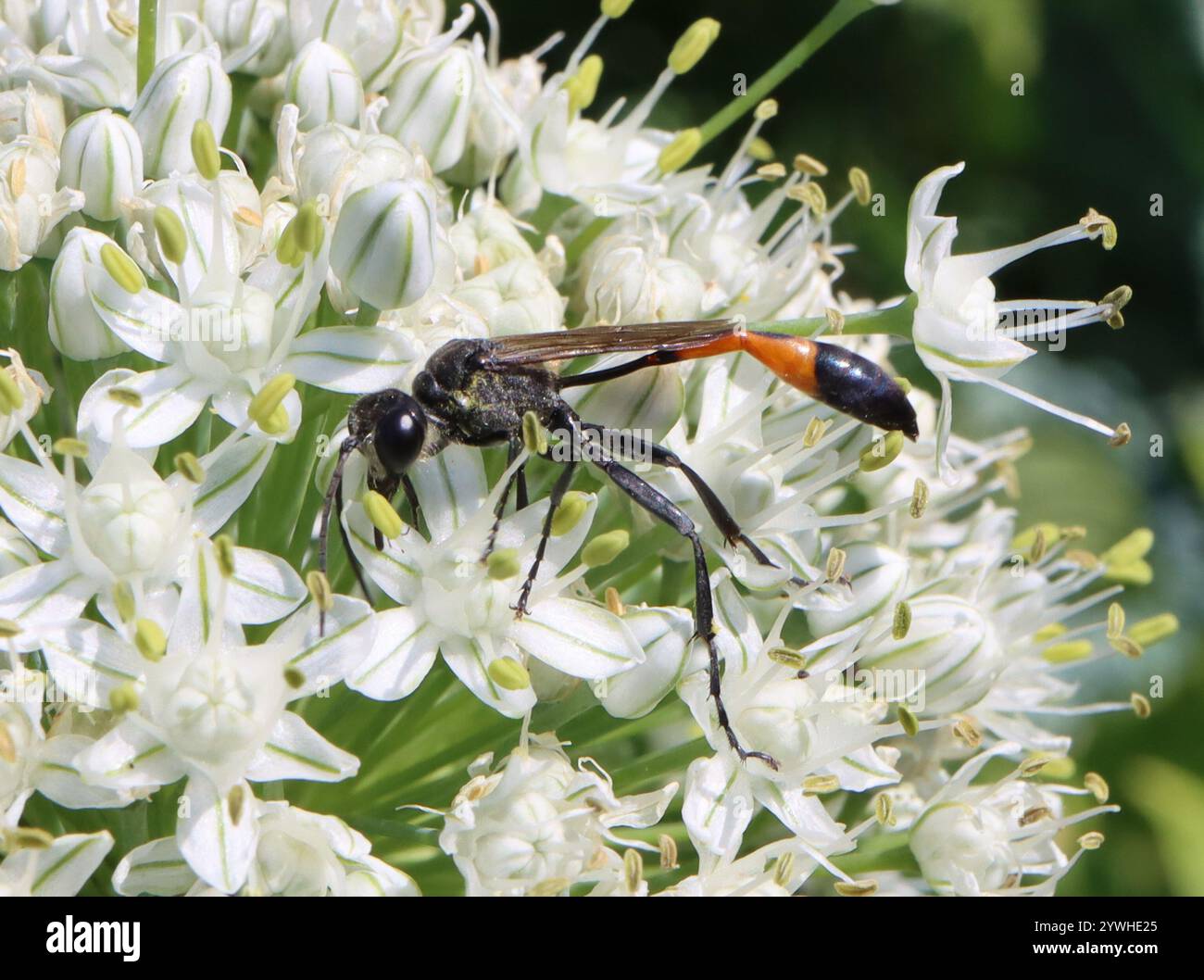 Thread-waisted Sand Wasps (Ammophila Stock Photo - Alamy