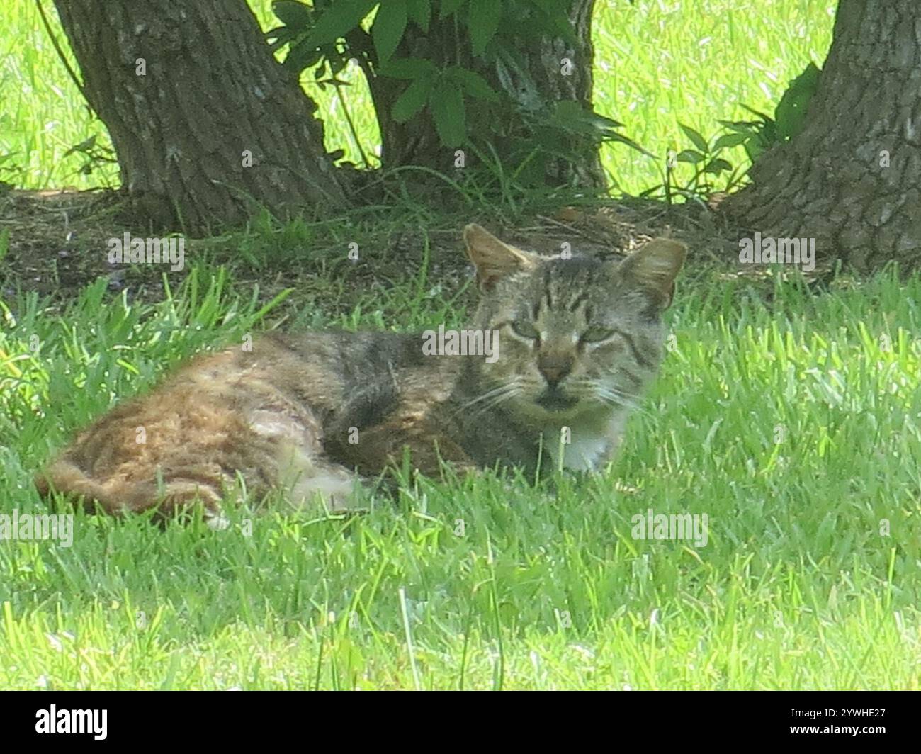 Domestic Cat (Felis catus Stock Photo - Alamy