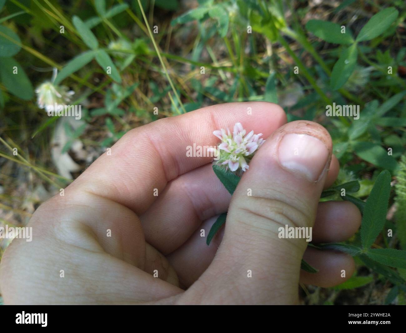 Woollyhead Clover (Trifolium eriocephalum Stock Photo - Alamy