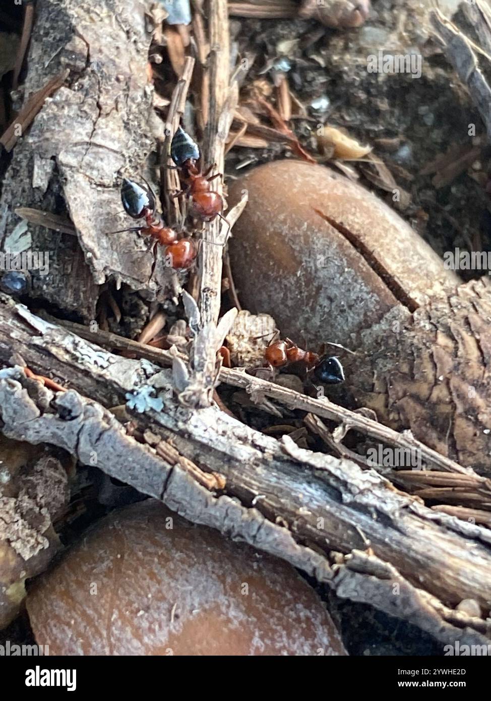 Shiny Acrobat Ant (Crematogaster laeviuscula Stock Photo - Alamy