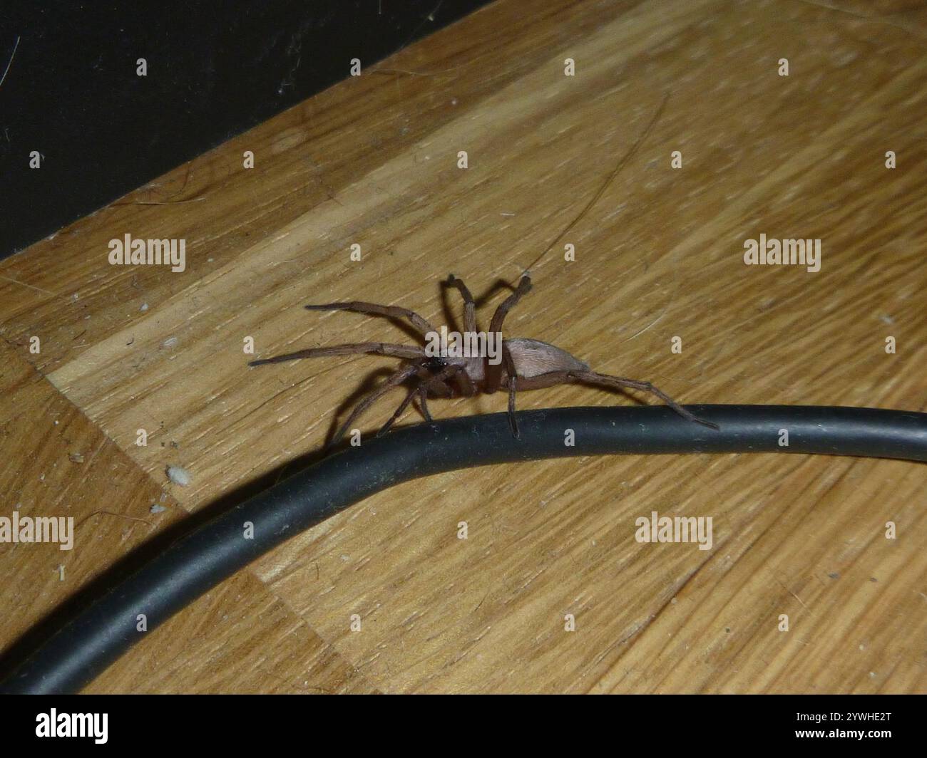 Drassodes hi-res stock photography and images - Alamy