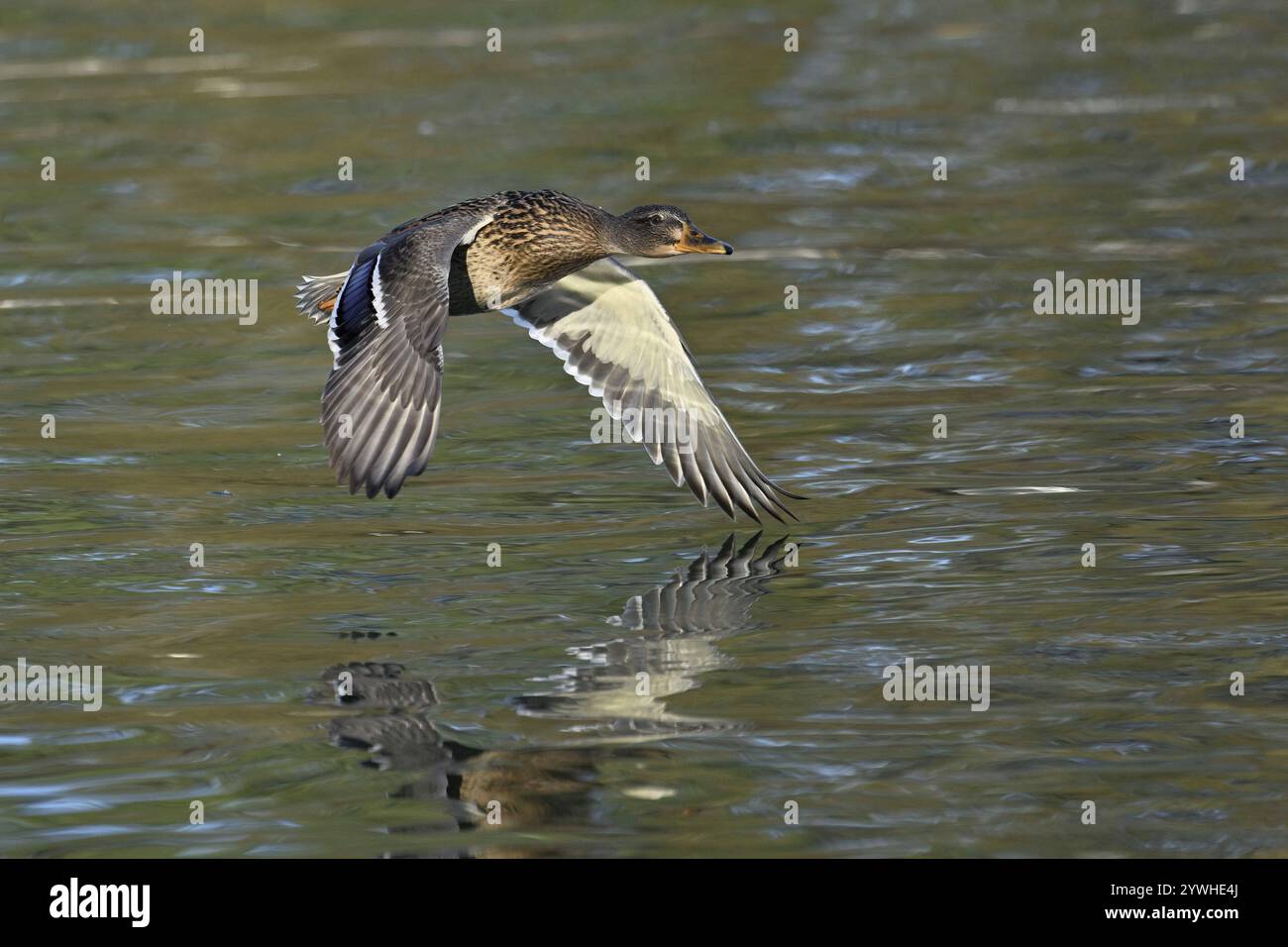 Mallard (Anas platyrhynchos), female in flight, Lake Zug, Canton Zug ...