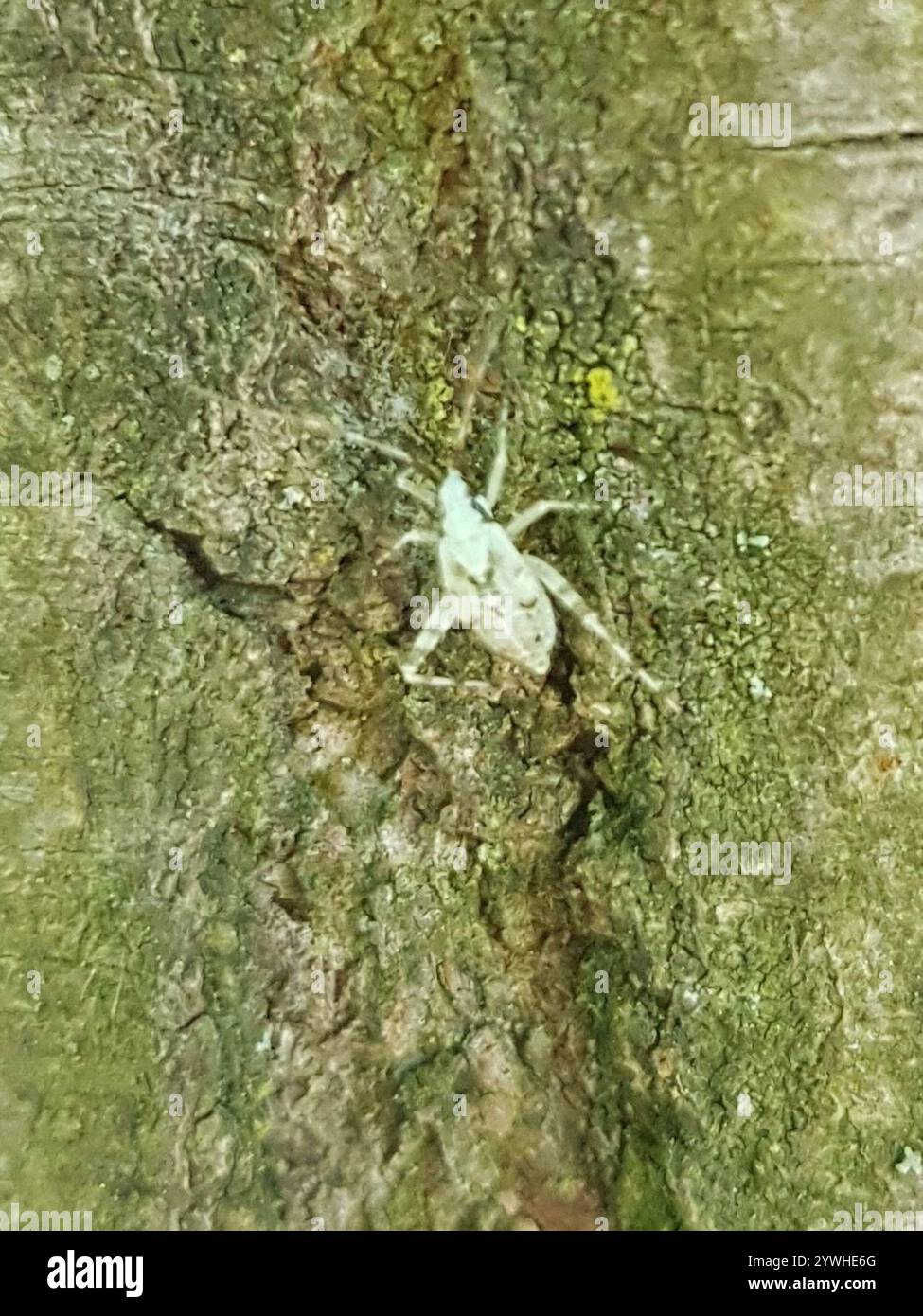 lime plant bug (Phytocoris tiliae Stock Photo - Alamy