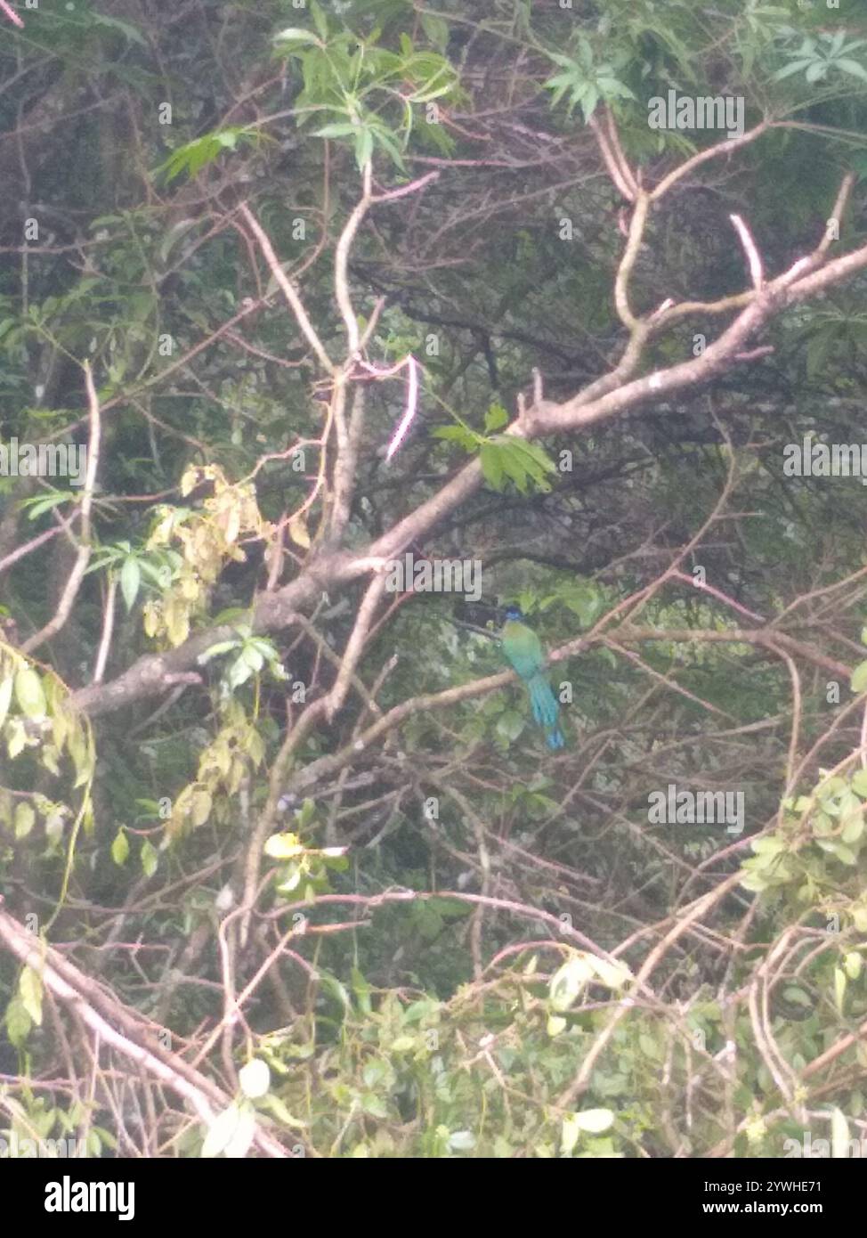 Lesson's Motmot (Momotus lessonii Stock Photo - Alamy