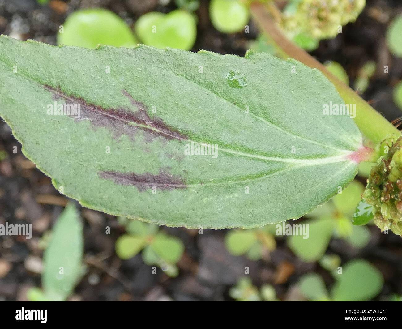 Asthma plant (Euphorbia hirta Stock Photo - Alamy