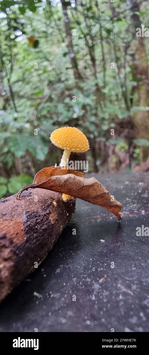 Golden-scruffy Collybia (Cyptotrama asprata Stock Photo - Alamy