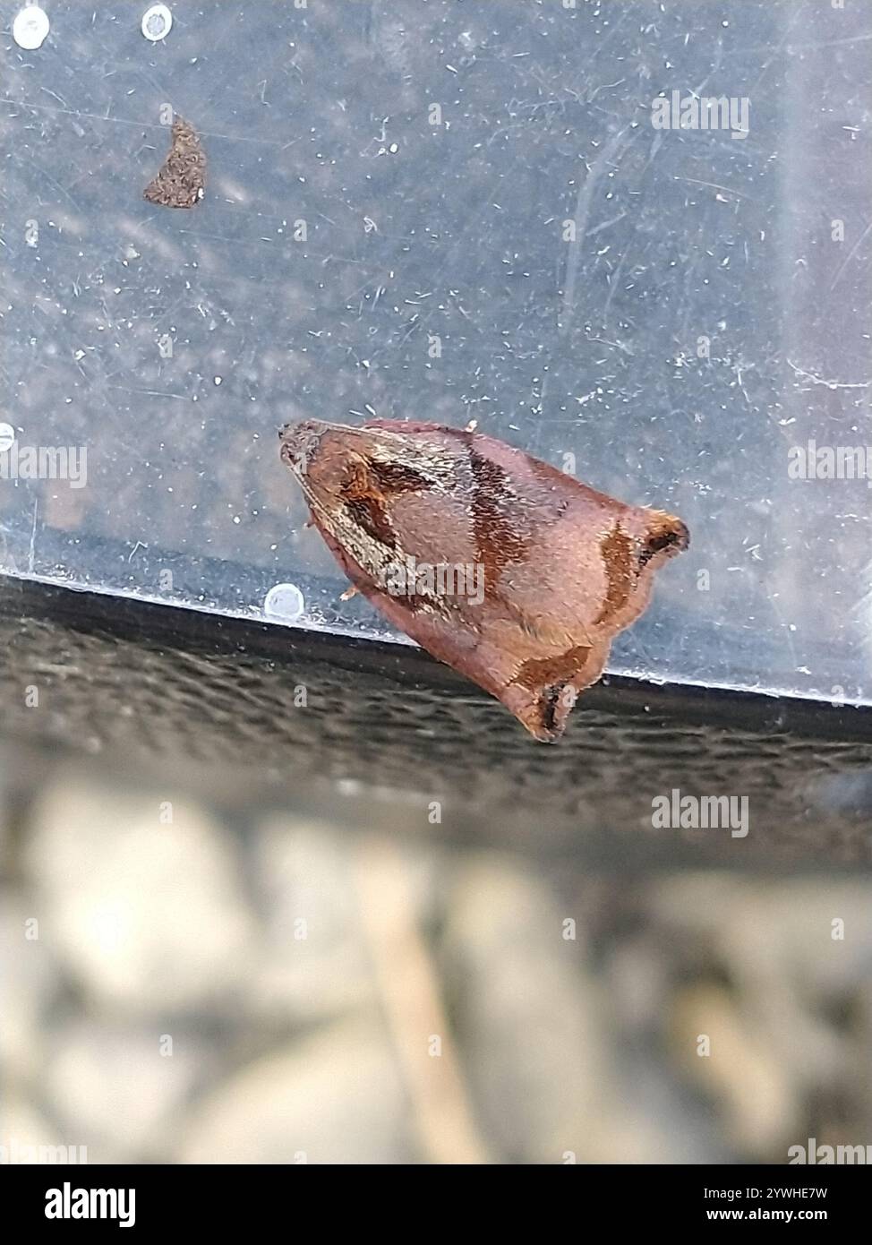 Archips podana hi-res stock photography and images - Alamy