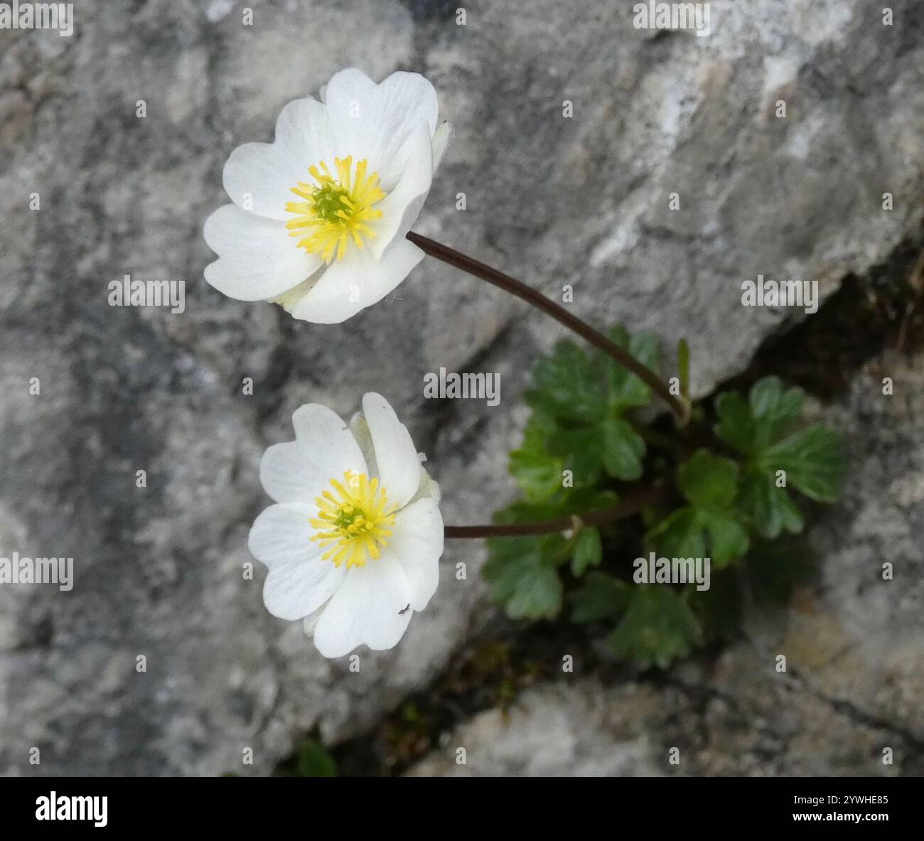 Alpine Crowfoot (Ranunculus alpestris Stock Photo - Alamy