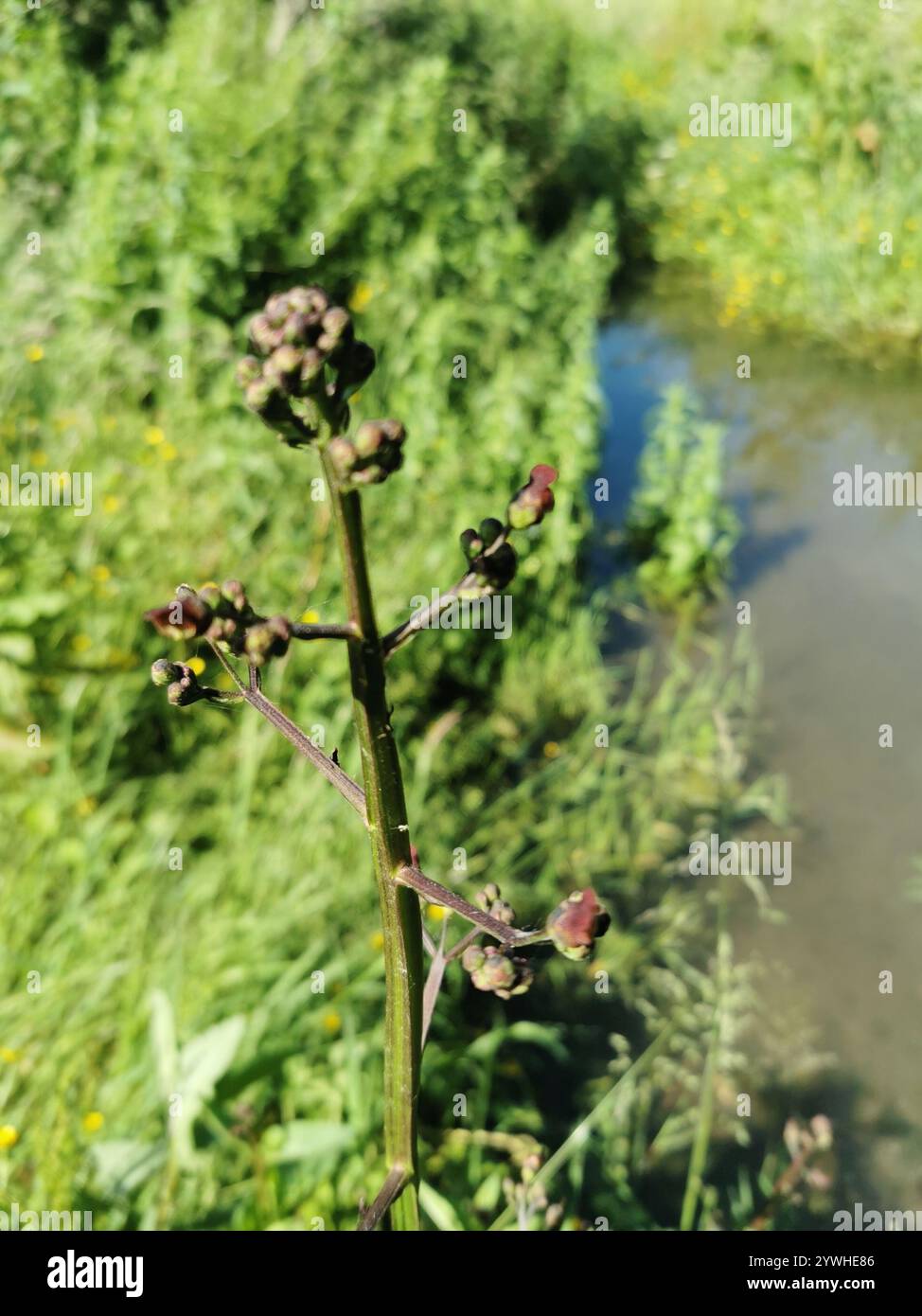 Water Figwort (Scrophularia auriculata Stock Photo - Alamy