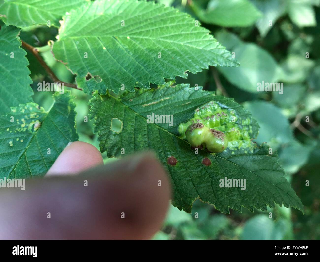Sack gall hi-res stock photography and images - Alamy