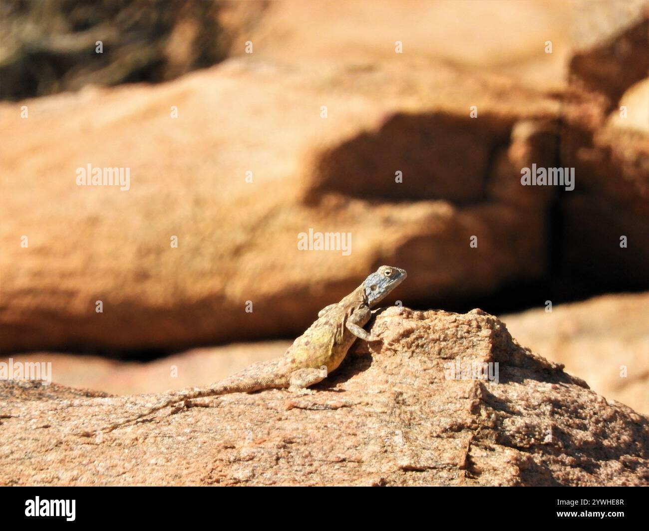 Southern Rock Agama (Agama atra Stock Photo - Alamy