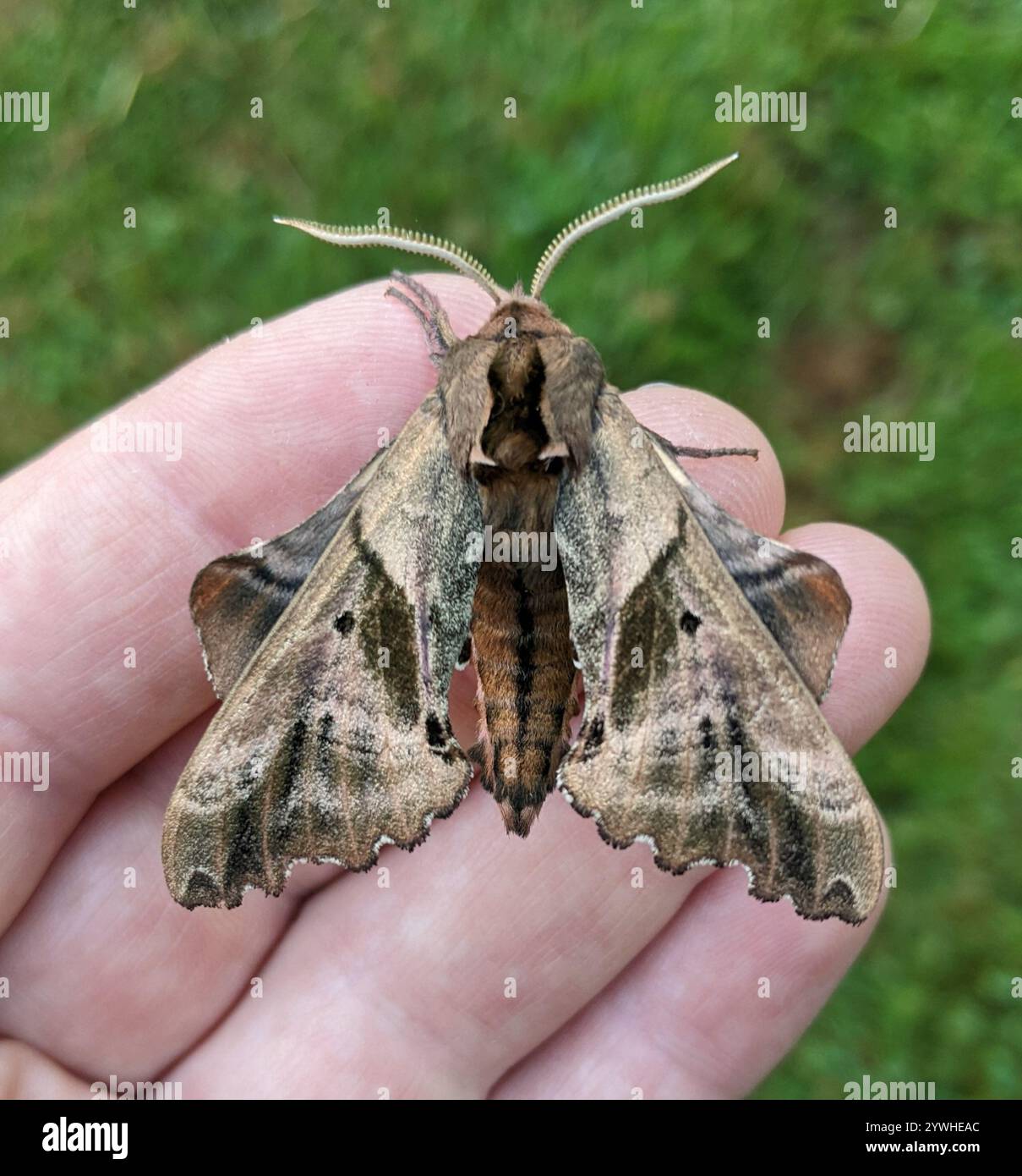 Blinded sphinx hi-res stock photography and images - Alamy