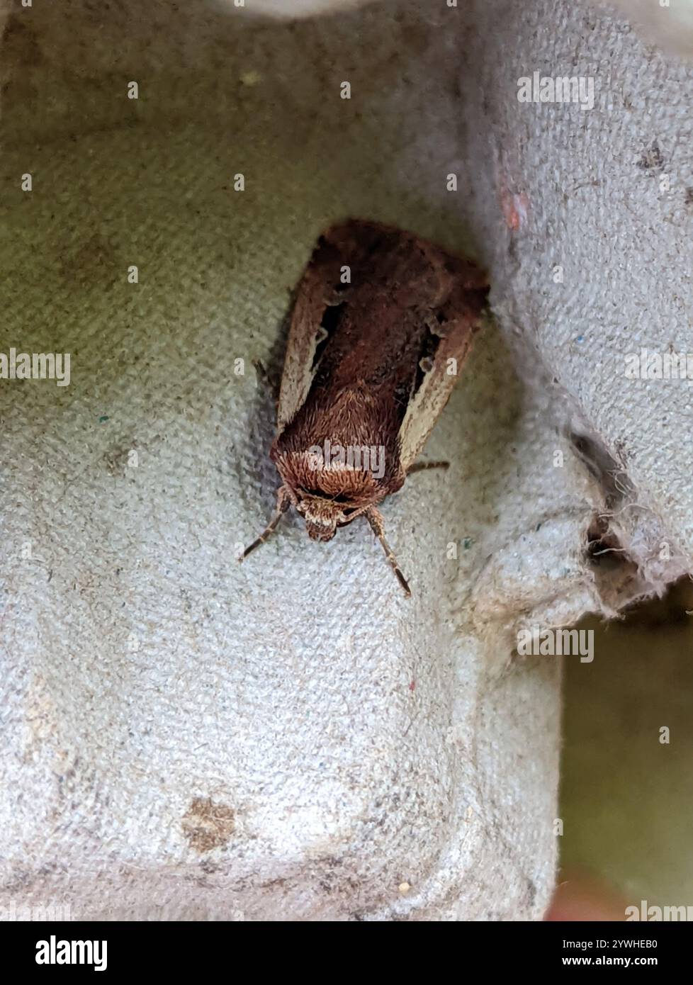 Flame Shoulder Moth (Ochropleura plecta Stock Photo - Alamy