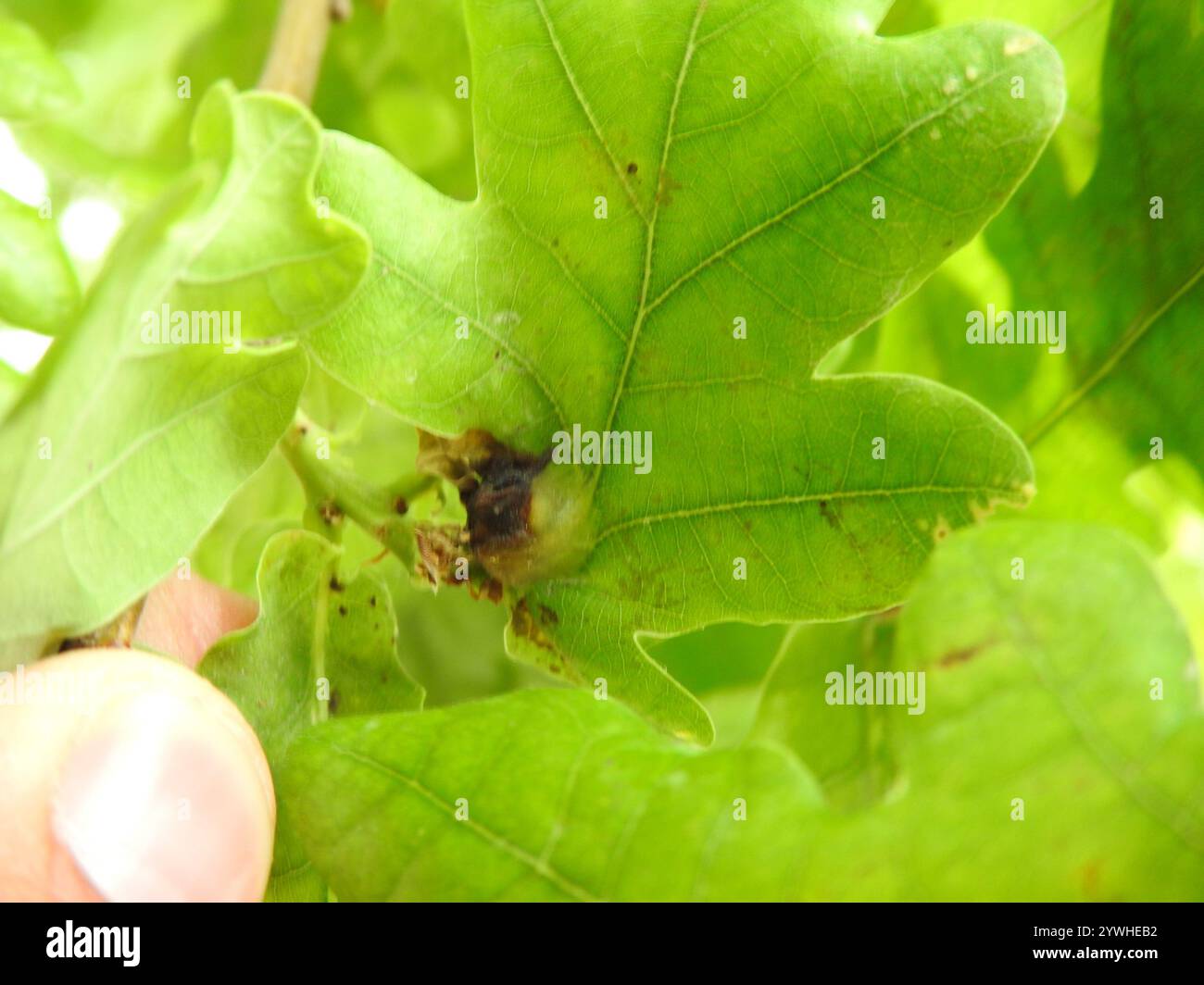 Oak Curved-leaf Gall Wasp (Andricus curvator Stock Photo - Alamy