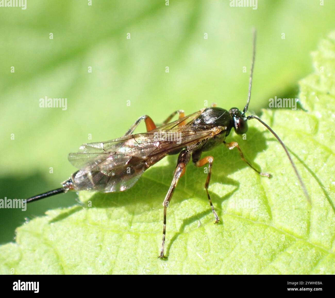 Maculator hi-res stock photography and images - Alamy