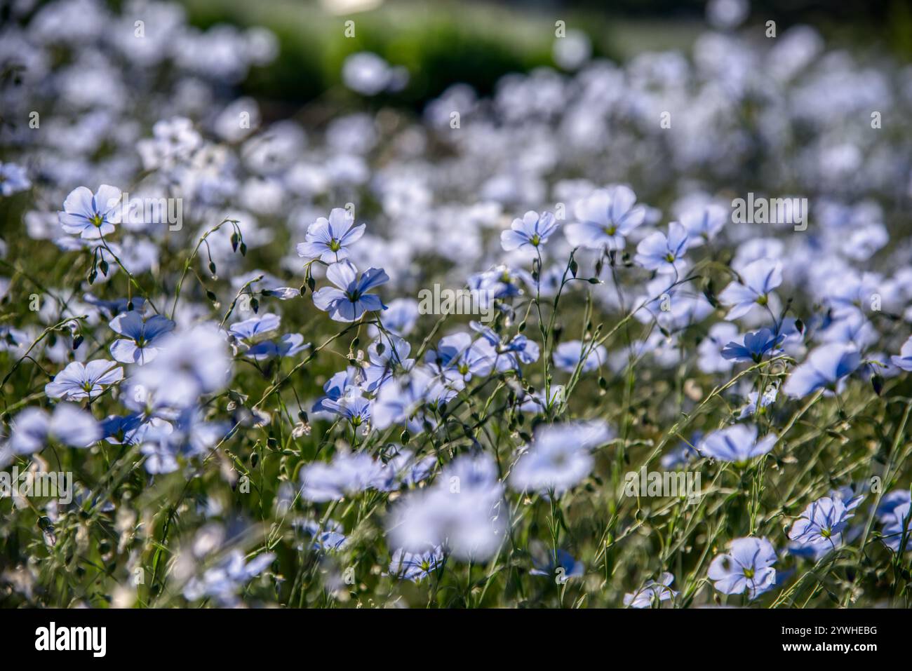 Common flax flowers against green background Stock Photo - Alamy