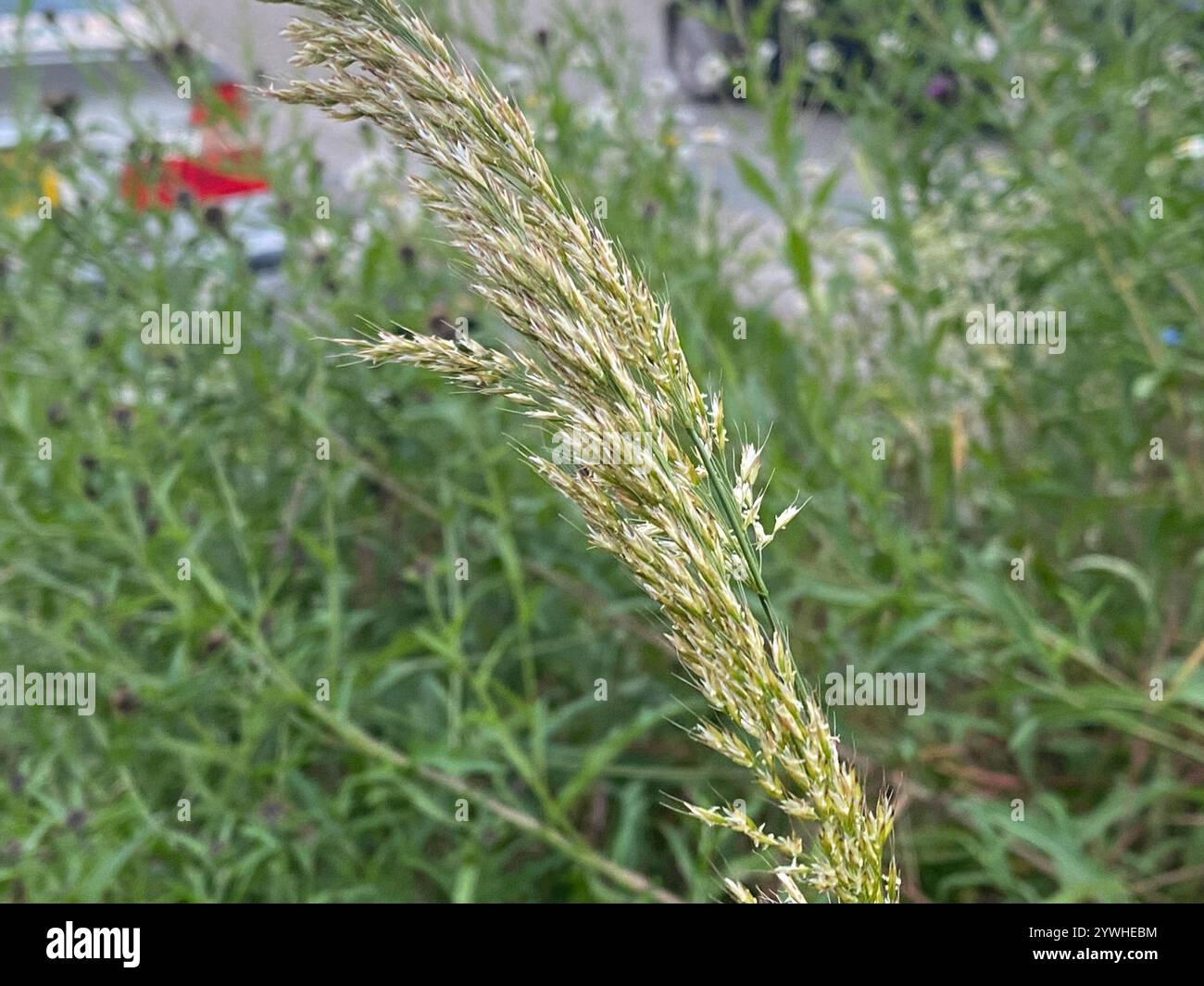 Yellow Oat-grass (Trisetum flavescens Stock Photo - Alamy