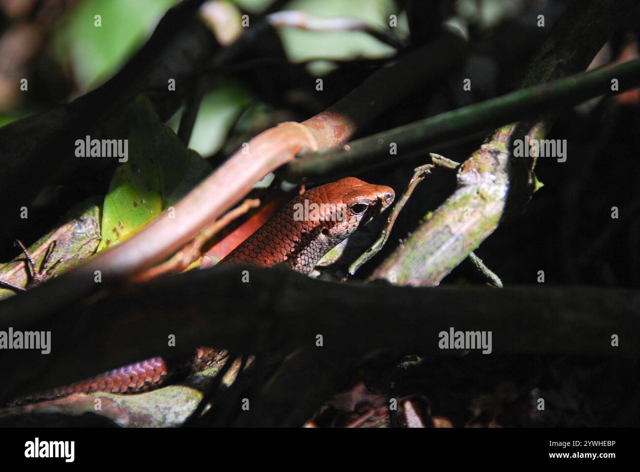 South American Spotted Skink (Copeoglossum nigropunctatum Stock Photo ...