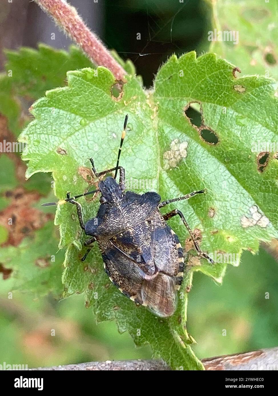 Bronze Shield Bug (Troilus luridus Stock Photo - Alamy