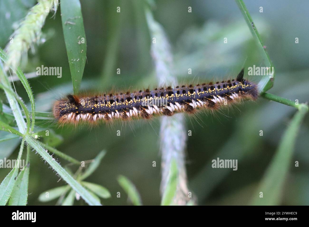 Drinker Moth (Euthrix potatoria Stock Photo - Alamy