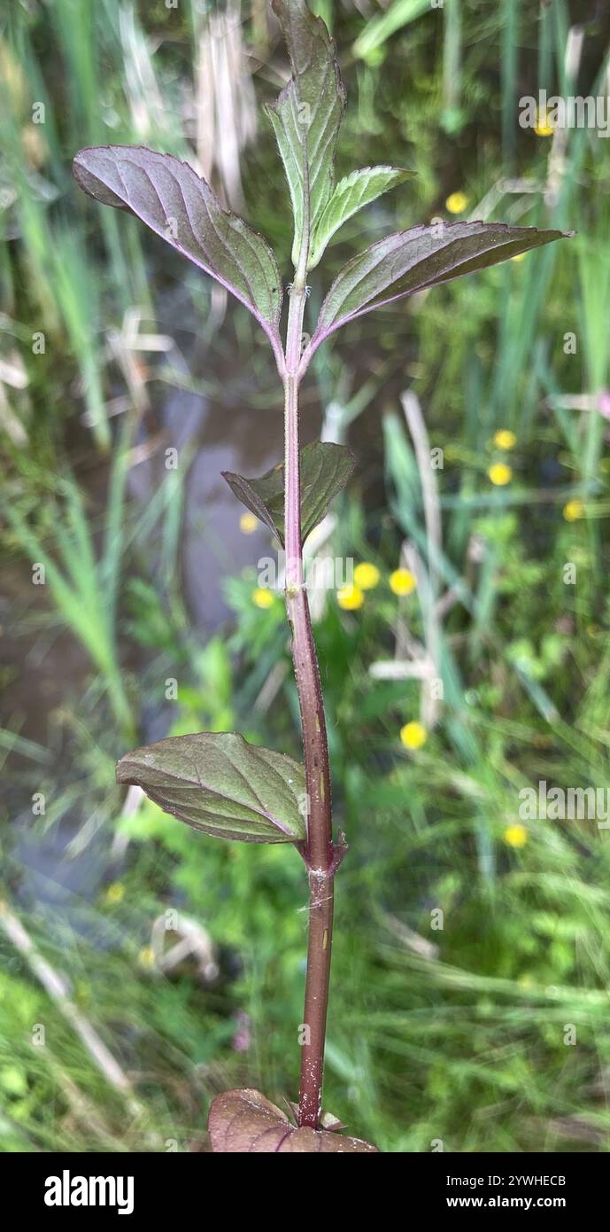 corn mint (Mentha arvensis Stock Photo - Alamy