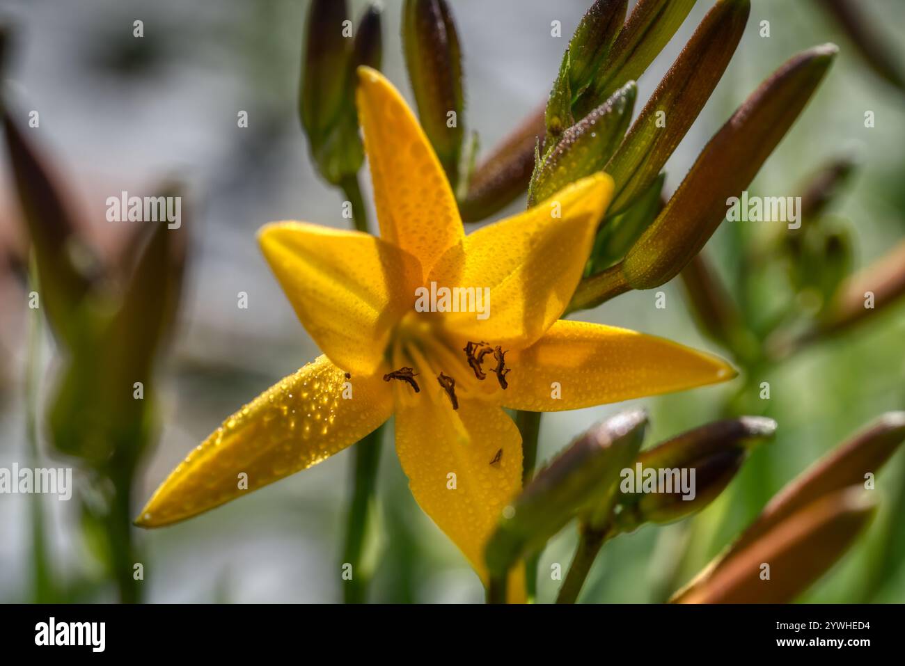 Yellow Lilium Lancifolium(Tiger Lily Stock Photo - Alamy