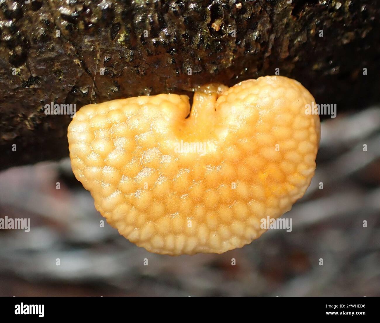 orange pore fungus (Favolaschia claudopus Stock Photo - Alamy