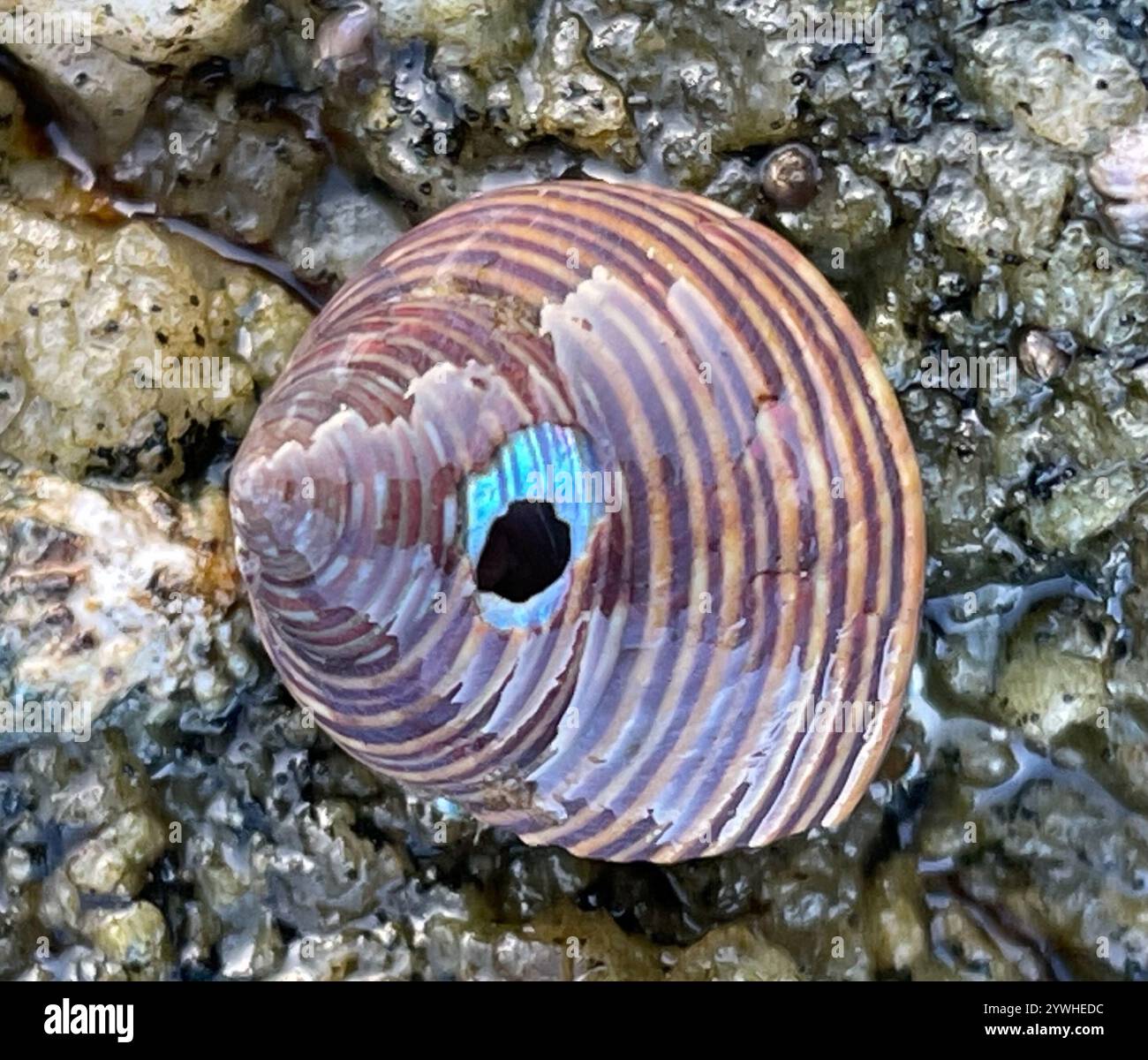 Blue-Ringed Top Snail (Calliostoma ligatum Stock Photo - Alamy