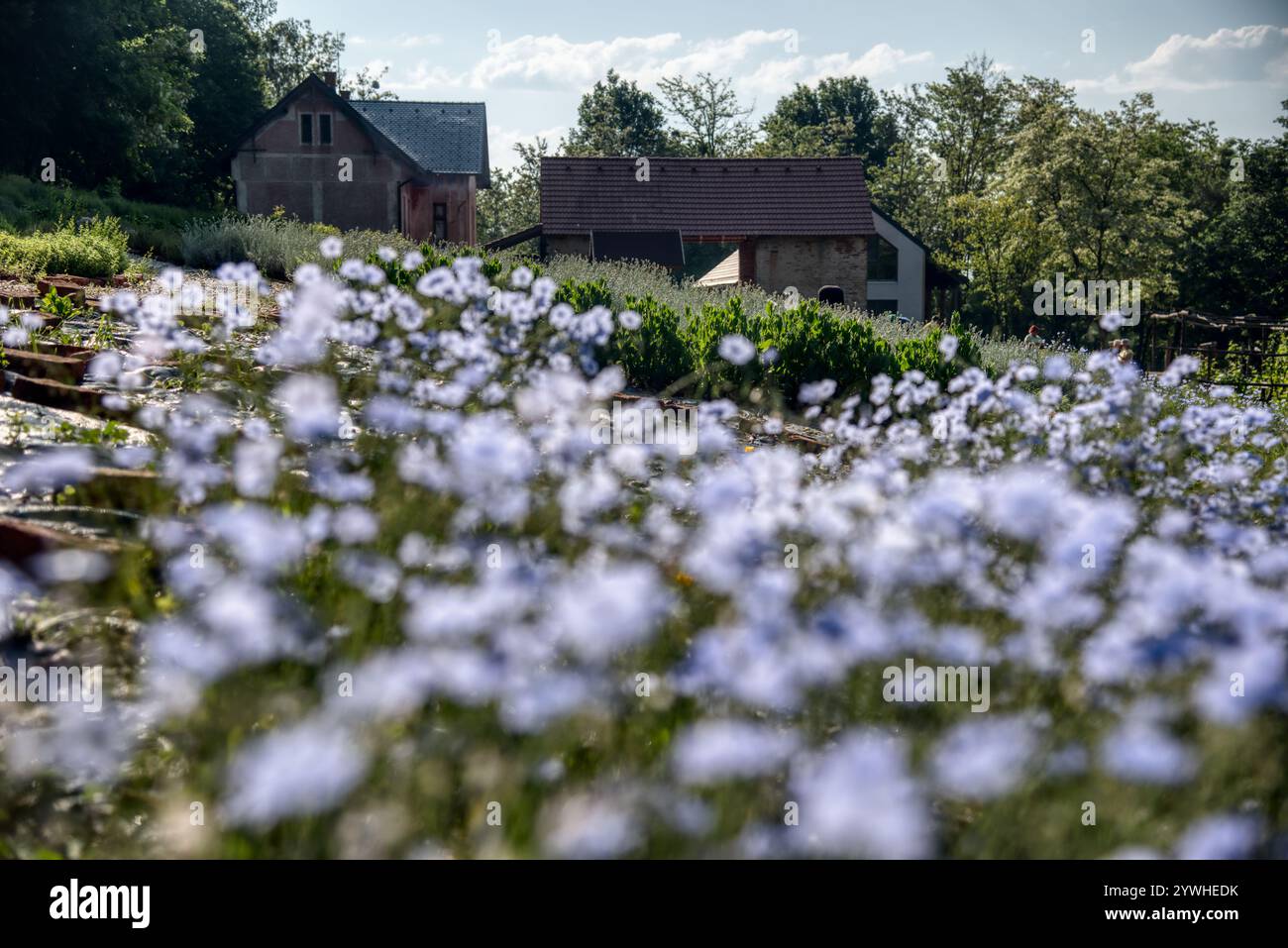 Common flax flowers against green background Stock Photo - Alamy