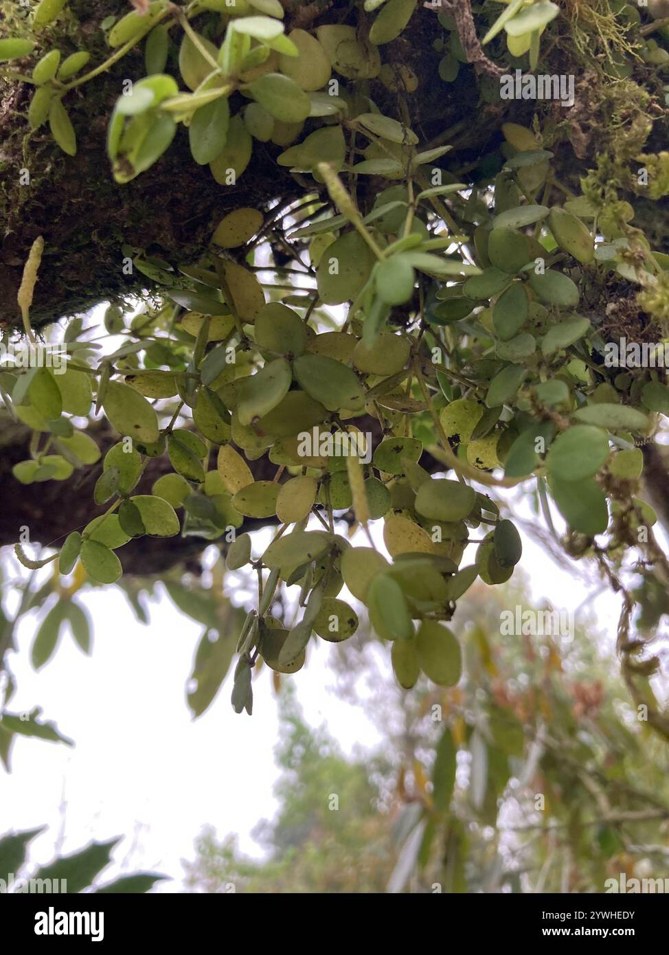 acorn peperomia (Peperomia tetraphylla Stock Photo - Alamy