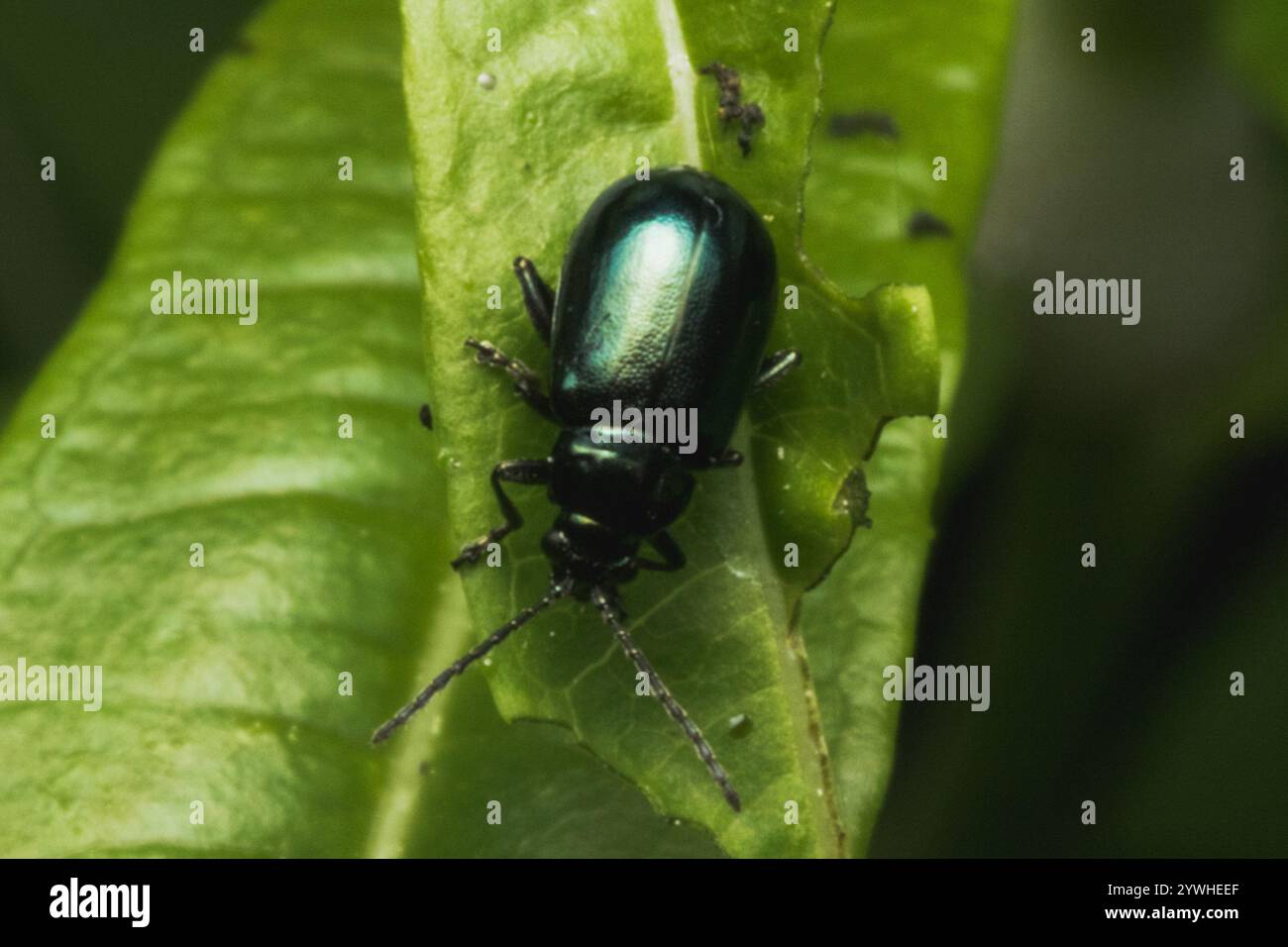 Metallic Flea Beetles (Altica Stock Photo - Alamy