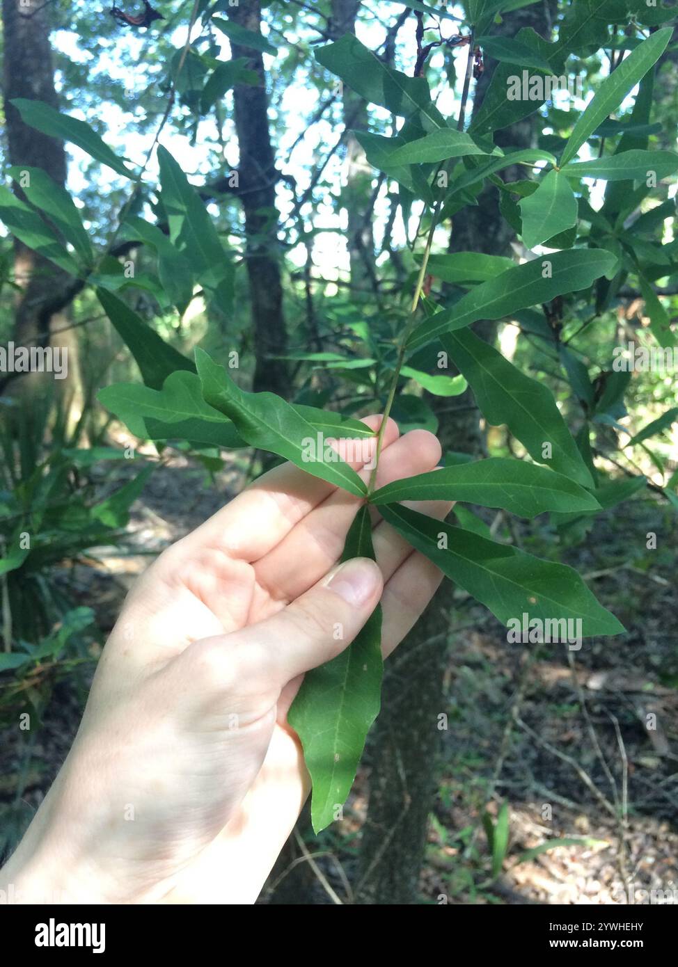 swamp laurel oak (Quercus laurifolia Stock Photo - Alamy