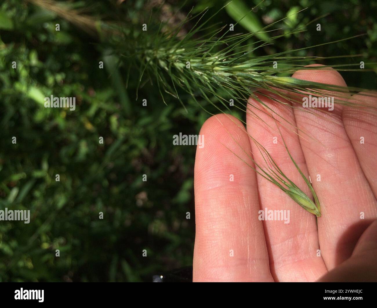 silky wild rye (Elymus villosus Stock Photo - Alamy