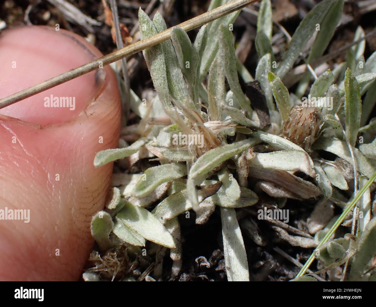 Low Pussytoes (Antennaria dimorpha Stock Photo - Alamy