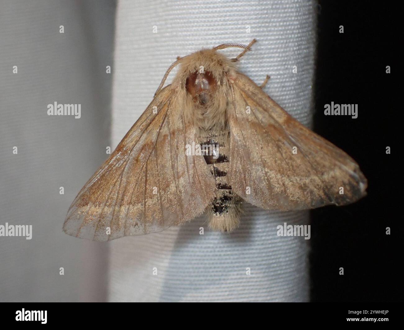 Western Tent Caterpillar Moth (Malacosoma californica Stock Photo - Alamy
