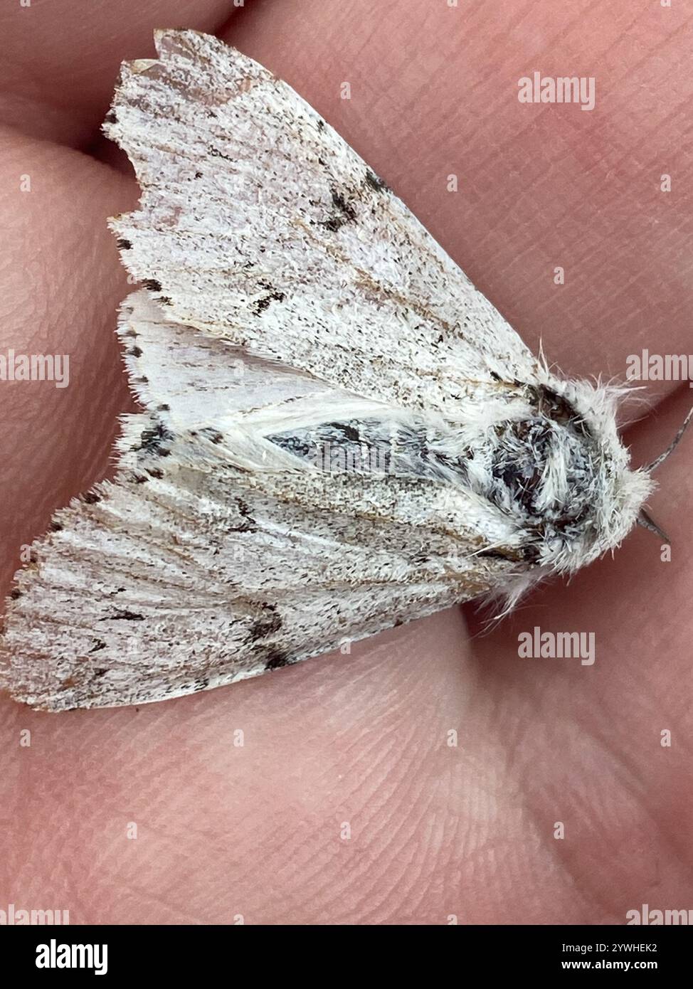 The Miller (Acronicta leporina Stock Photo - Alamy