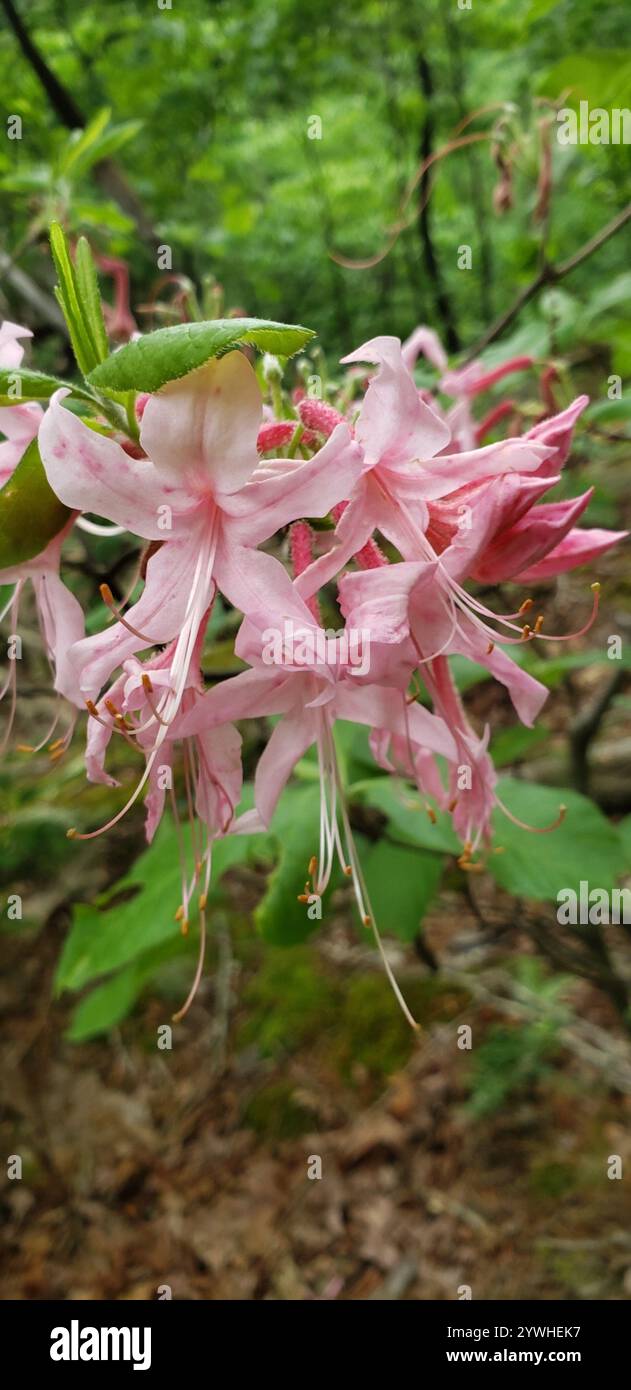 early azalea (Rhododendron prinophyllum Stock Photo - Alamy