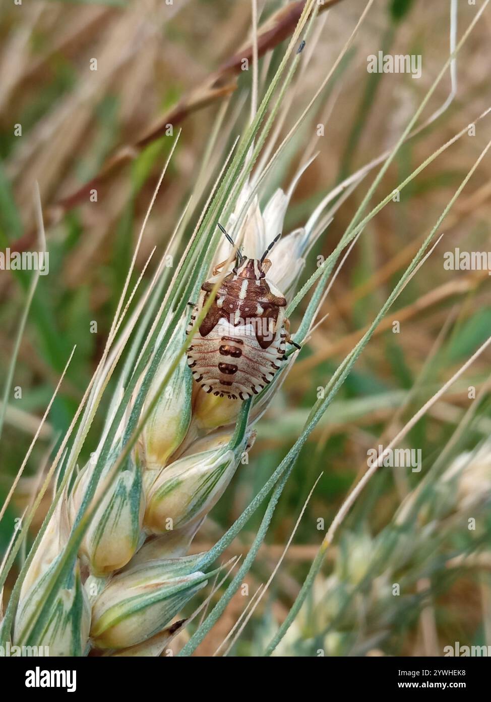 Black-shouldered Shieldbug (Carpocoris purpureipennis Stock Photo - Alamy