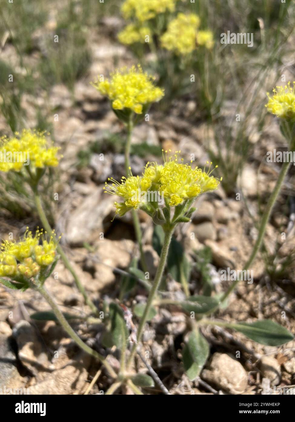 alpine golden buckwheat (Eriogonum flavum Stock Photo - Alamy