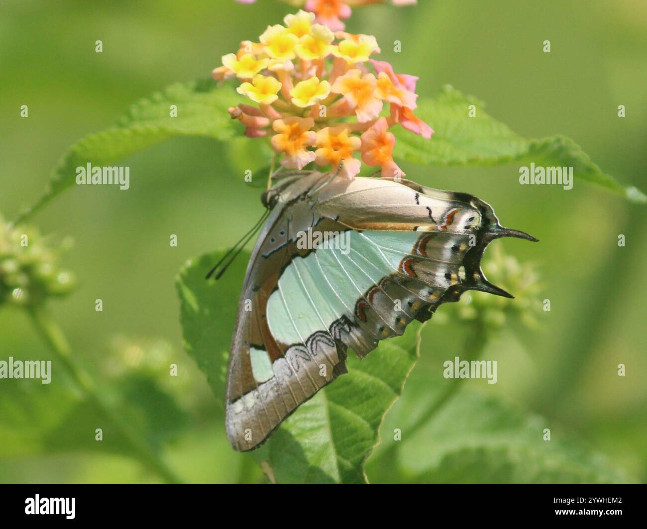 Polyura agraria hi-res stock photography and images - Alamy