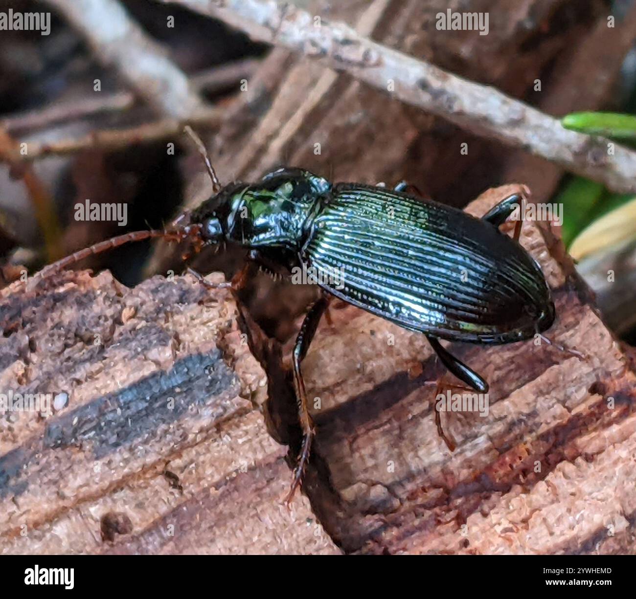 European Gazelle Beetle (Nebria brevicollis Stock Photo - Alamy