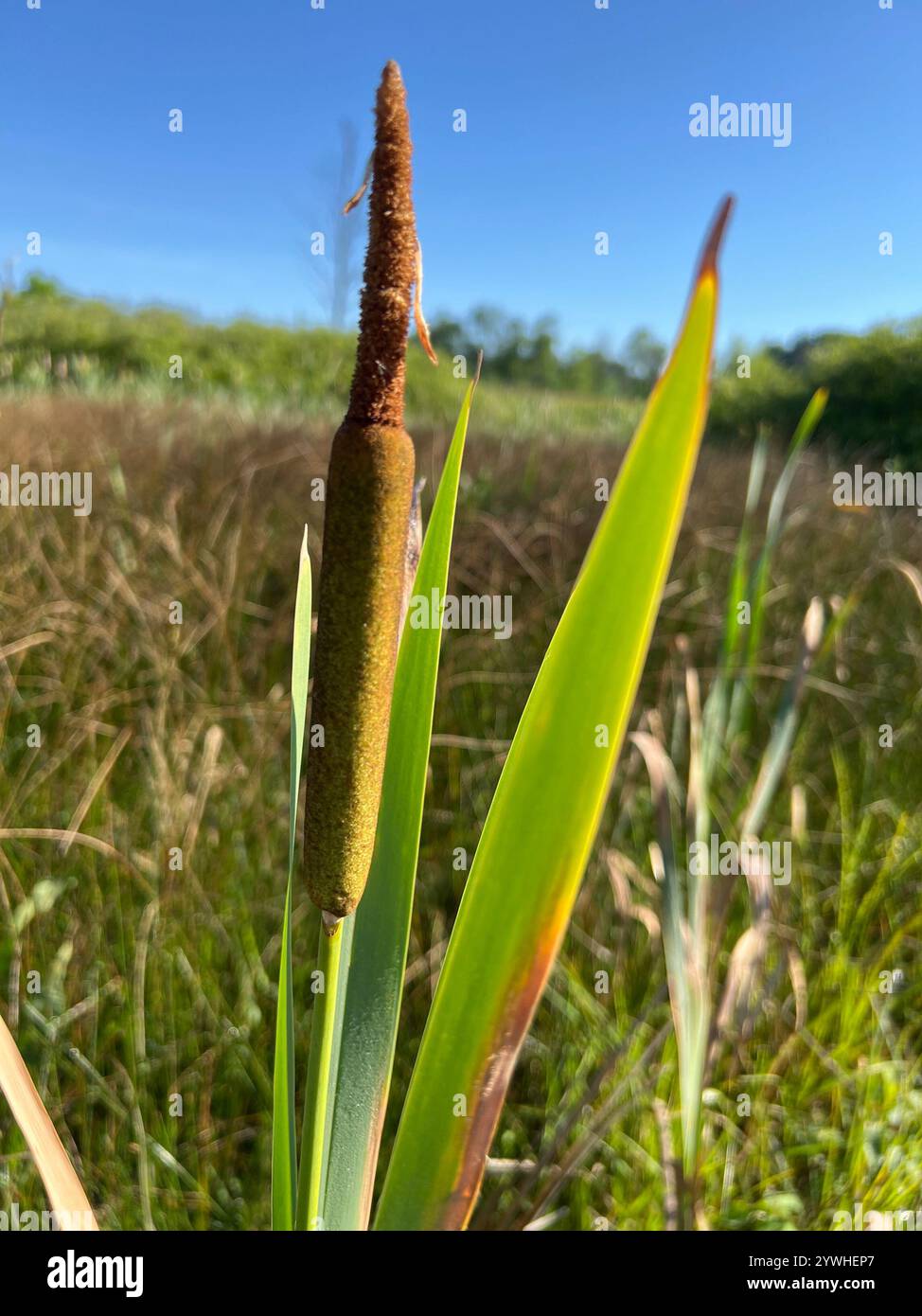 broadleaf cattail (Typha latifolia Stock Photo - Alamy