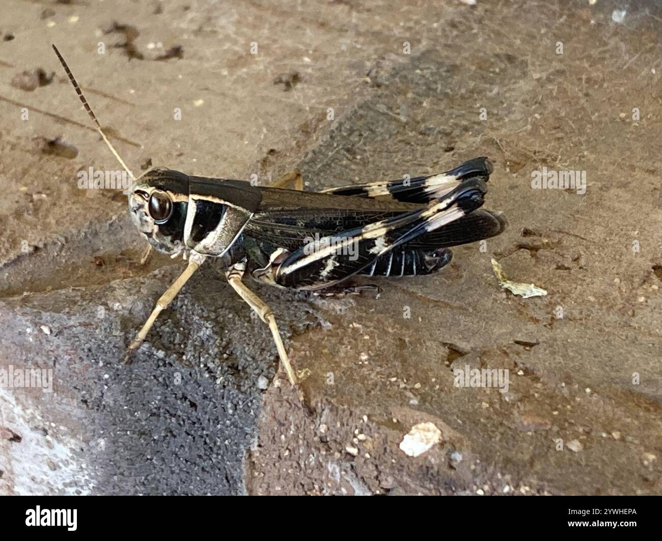 Prairie Boopie (Boopedon gracile Stock Photo - Alamy