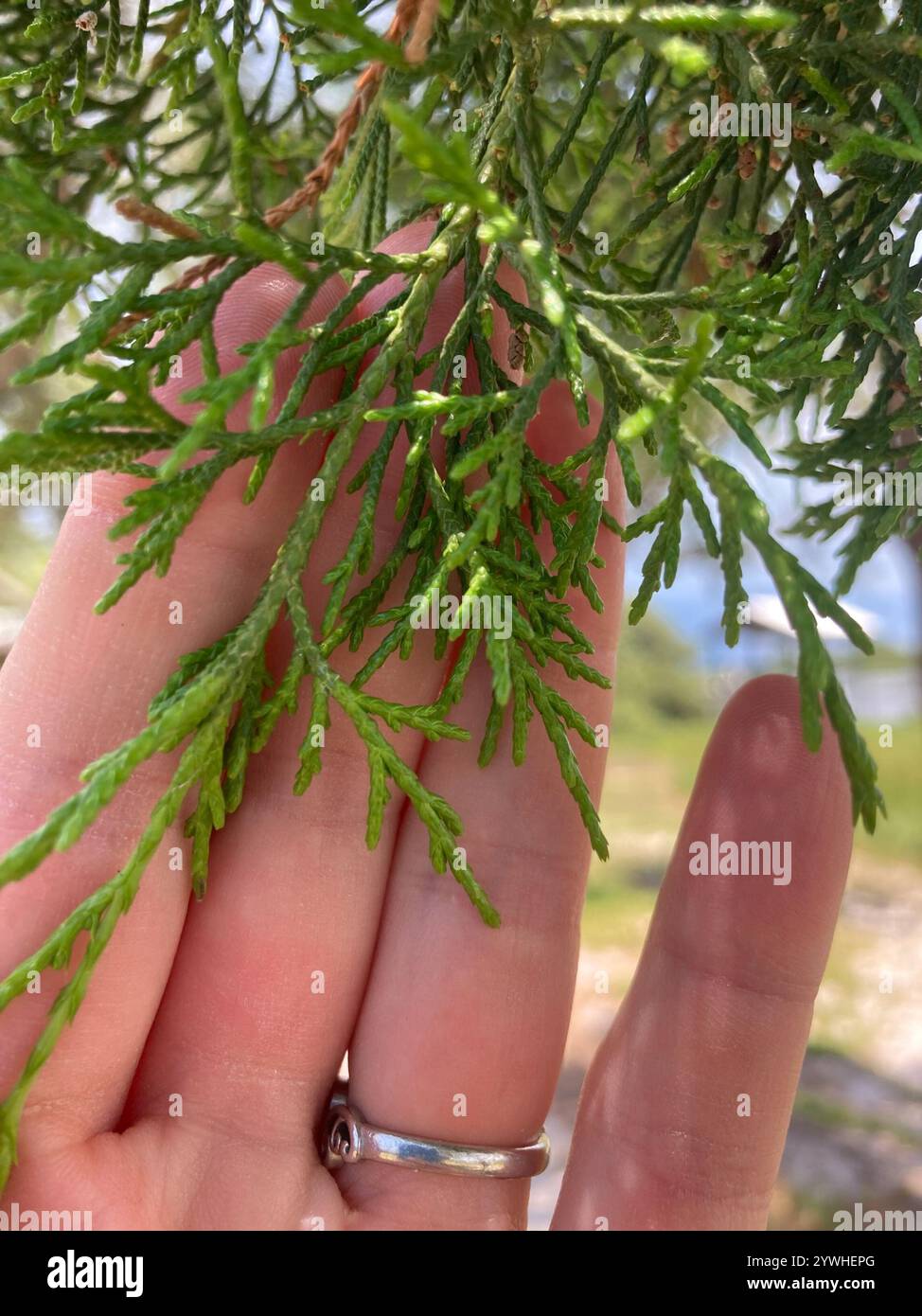 eastern redcedar (Juniperus virginiana Stock Photo - Alamy