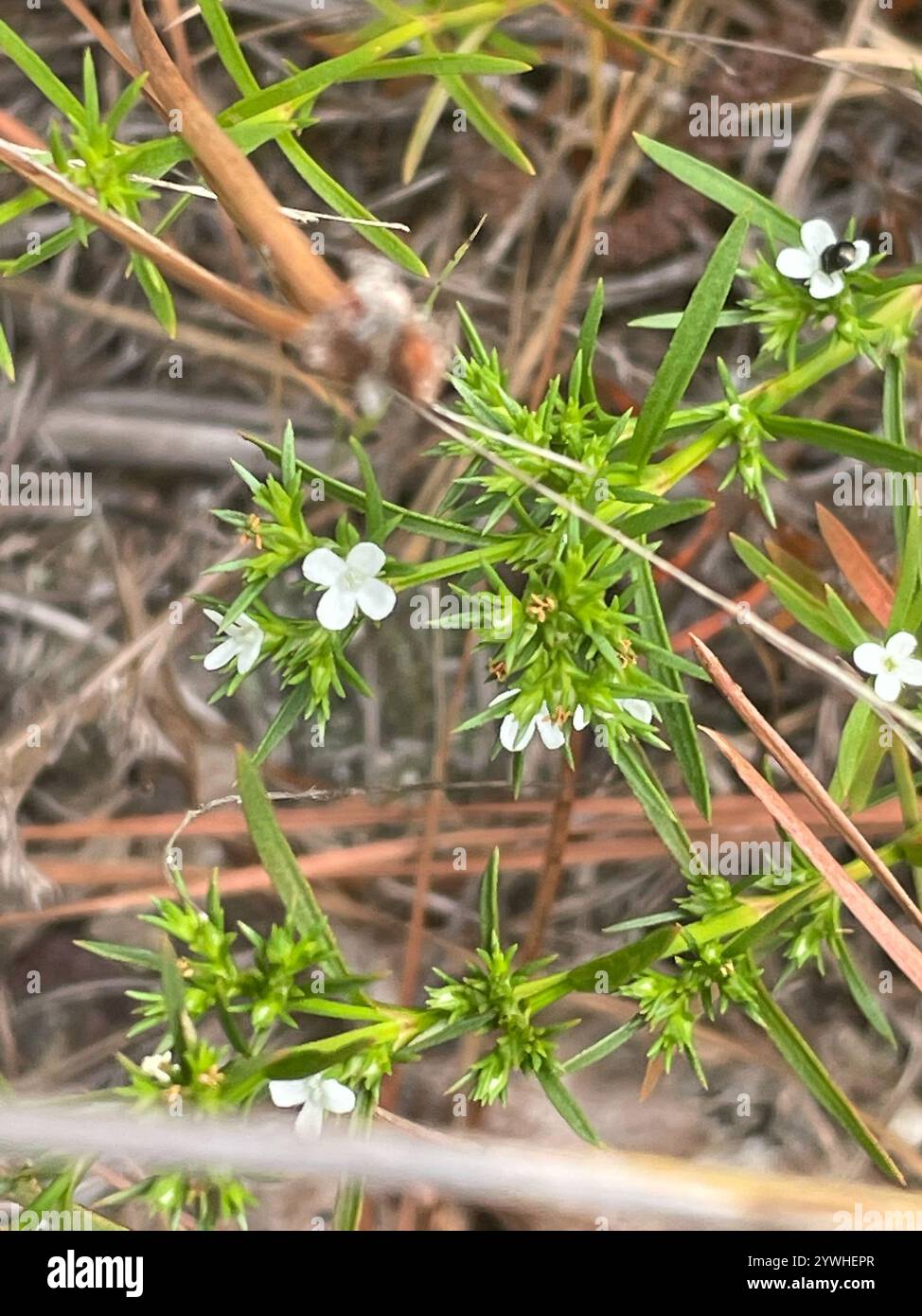 Rust Weed (Polypremum procumbens Stock Photo - Alamy