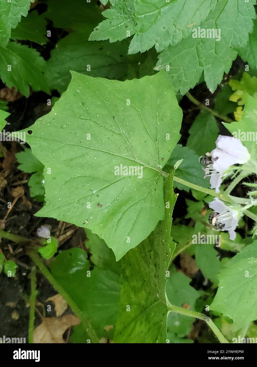 great waterleaf (Hydrophyllum appendiculatum Stock Photo - Alamy