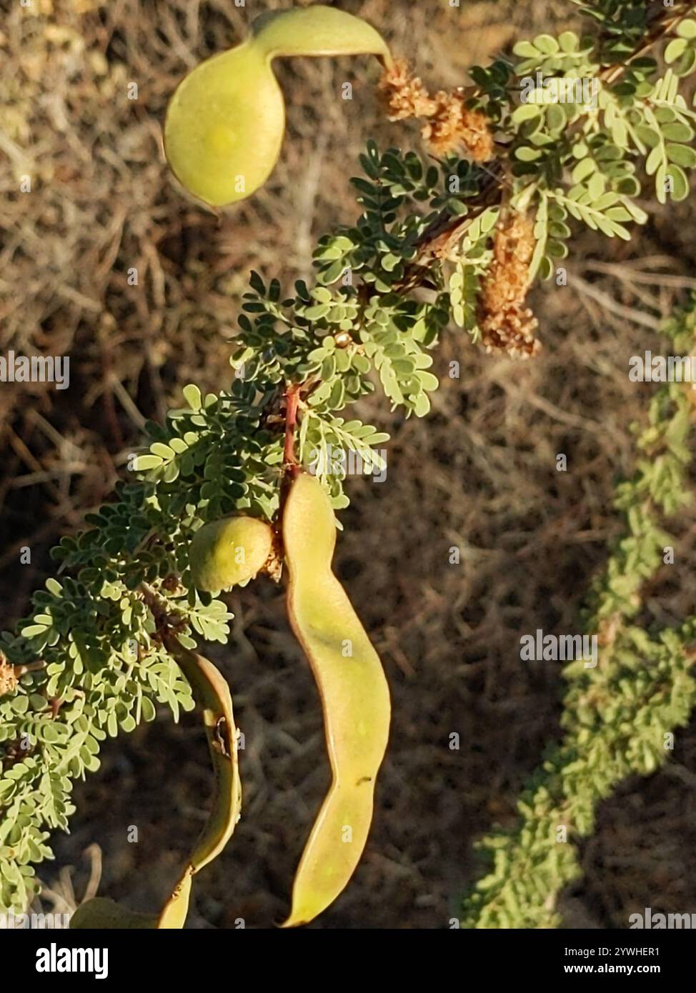 Catclaw Acacia (Senegalia greggii Stock Photo - Alamy