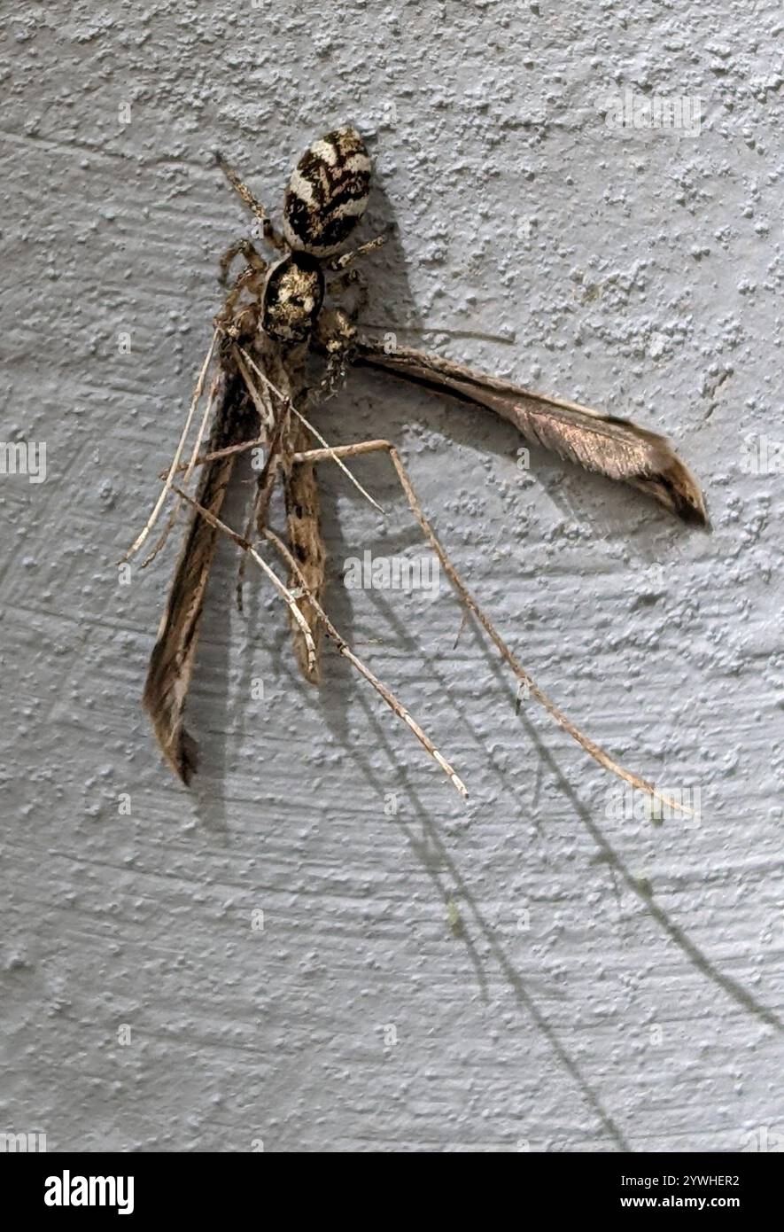Morning-glory Plume Moth (Emmelina monodactyla Stock Photo - Alamy