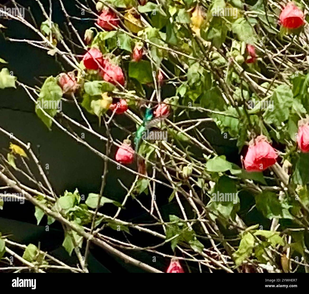Sparkling Violetear (Colibri coruscans Stock Photo - Alamy